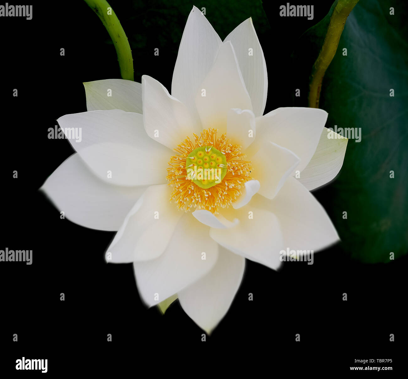 Foreign flowers and lily hi-res stock photography and images - Alamy