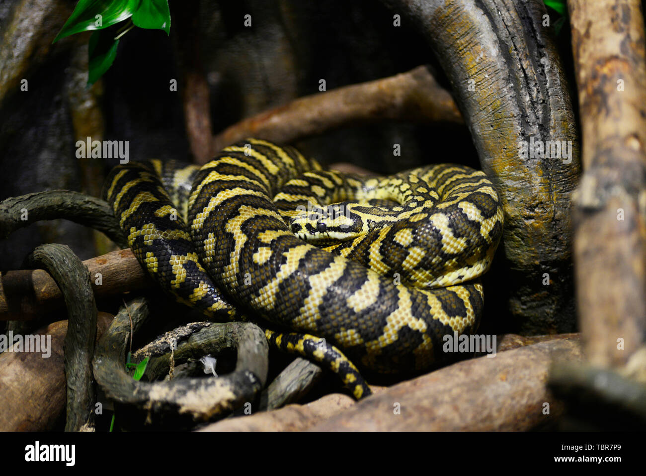 Safari animals HD big picture snake Stock Photo - Alamy
