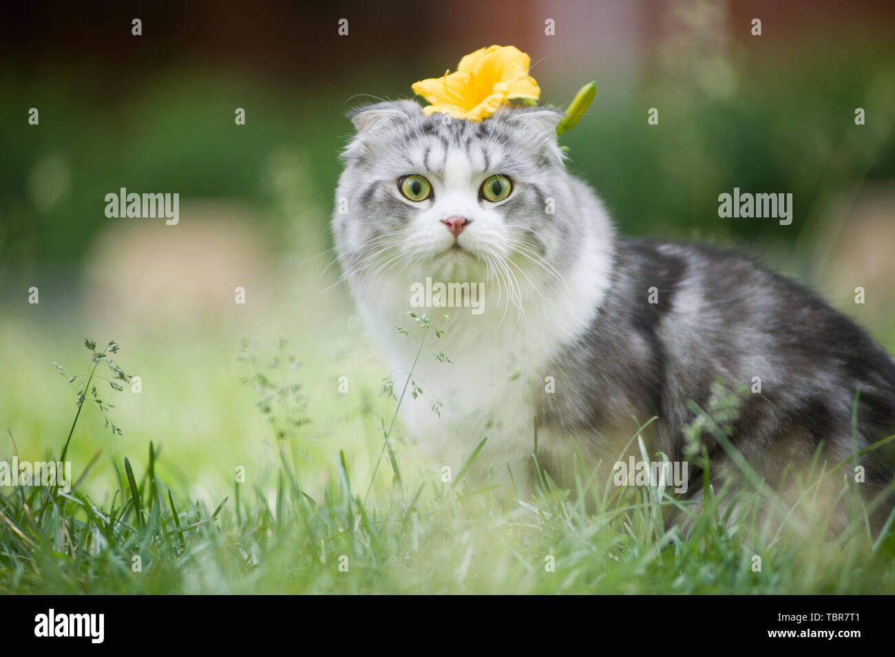 Scottish folding ear cats hi-res stock photography and images - Alamy