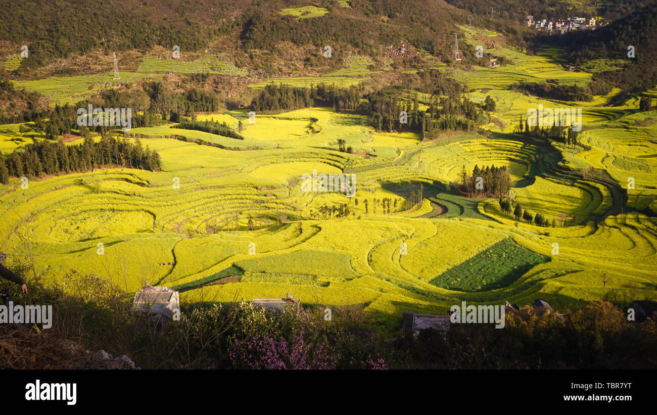 Map of Luoping rapeseed screws field Stock Photo - Alamy