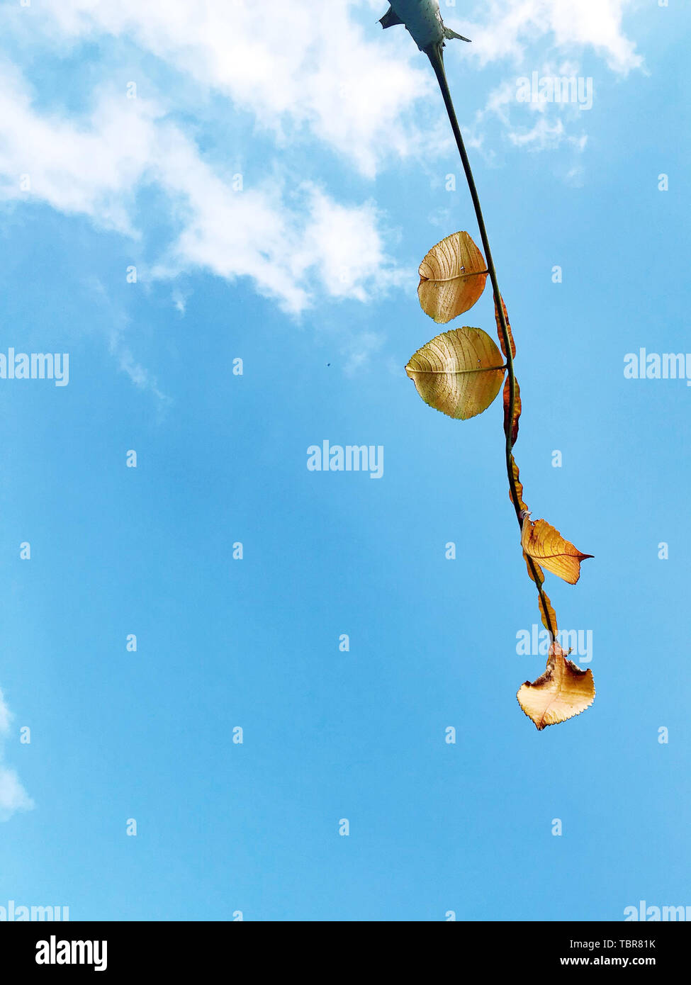 Torch under trees hi-res stock photography and images - Alamy