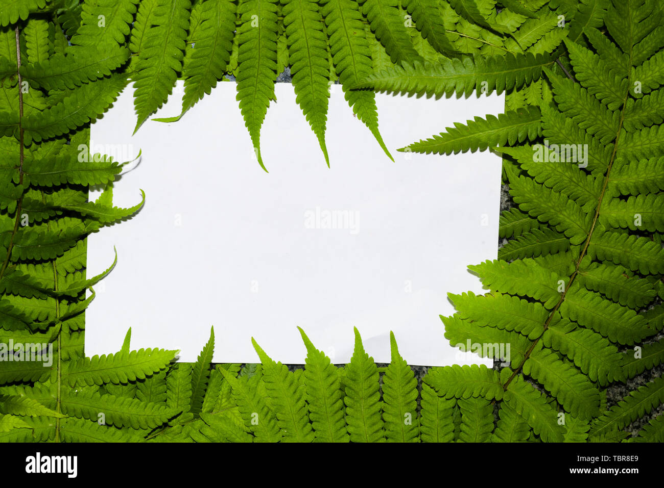Fern leaves with white blank paper card. Nature concept. Leaves of ...