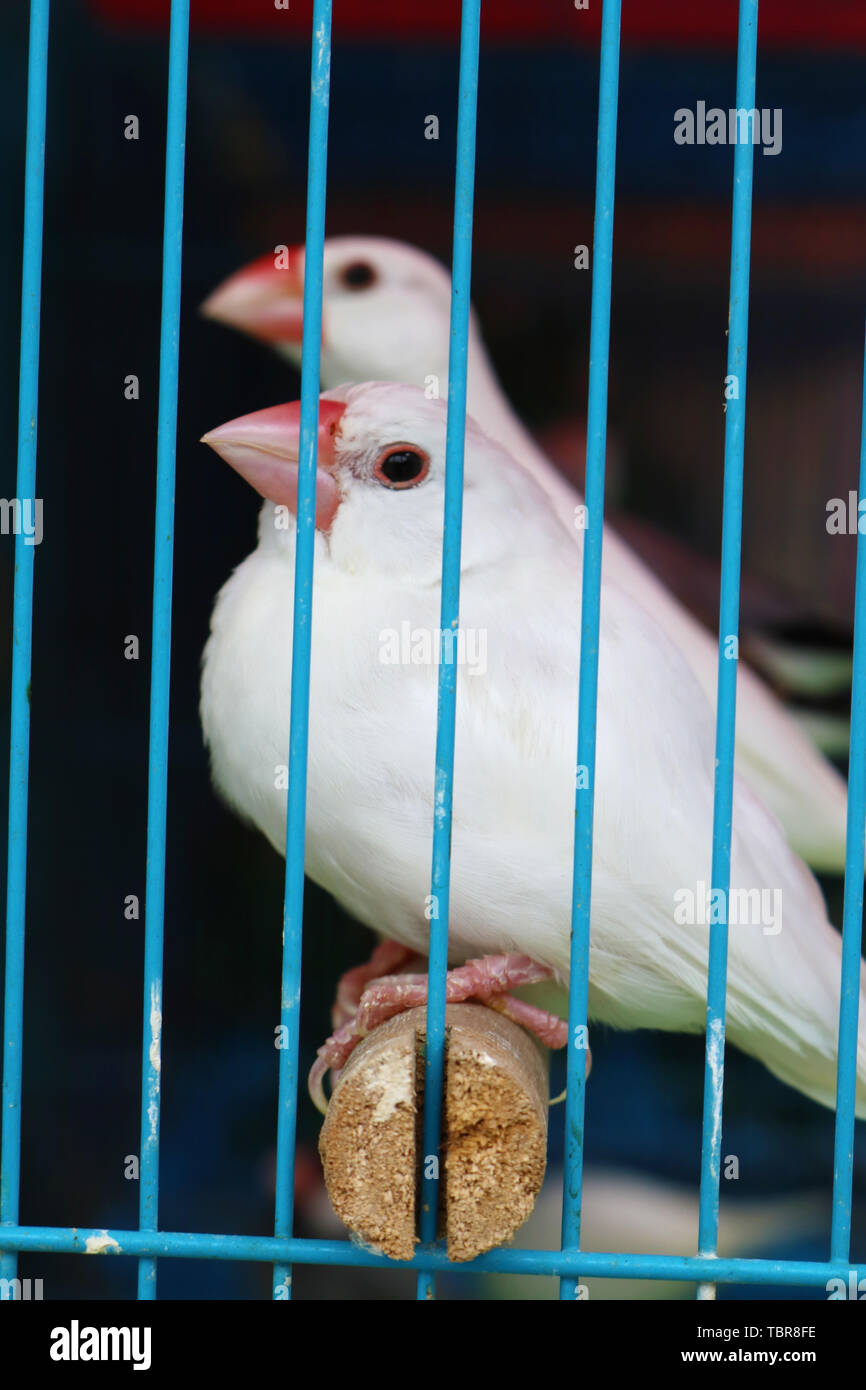 Caged bird free hi-res stock photography and images - Alamy