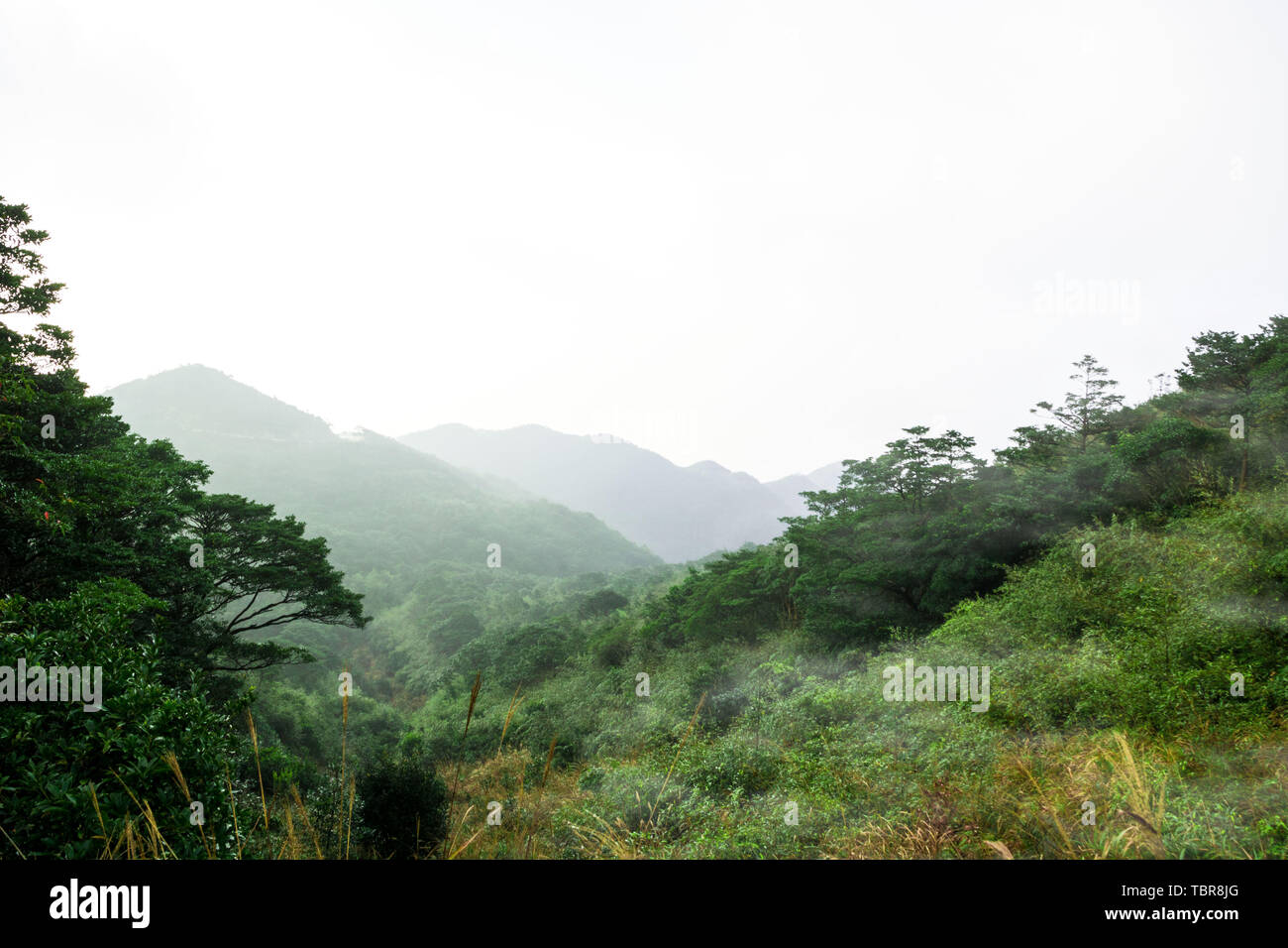 Luofu hi-res stock photography and images - Alamy