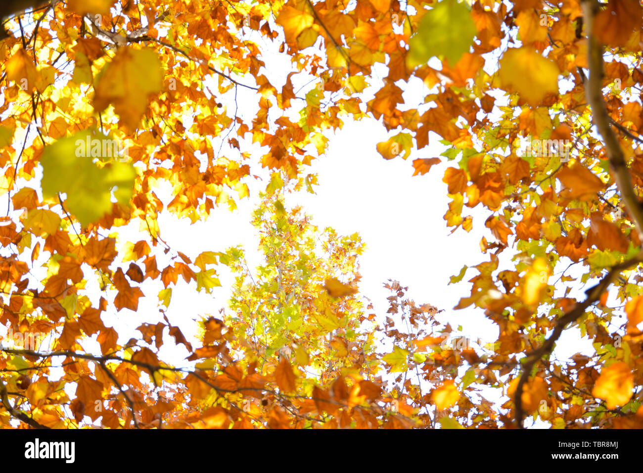 Haidian district hi-res stock photography and images - Alamy