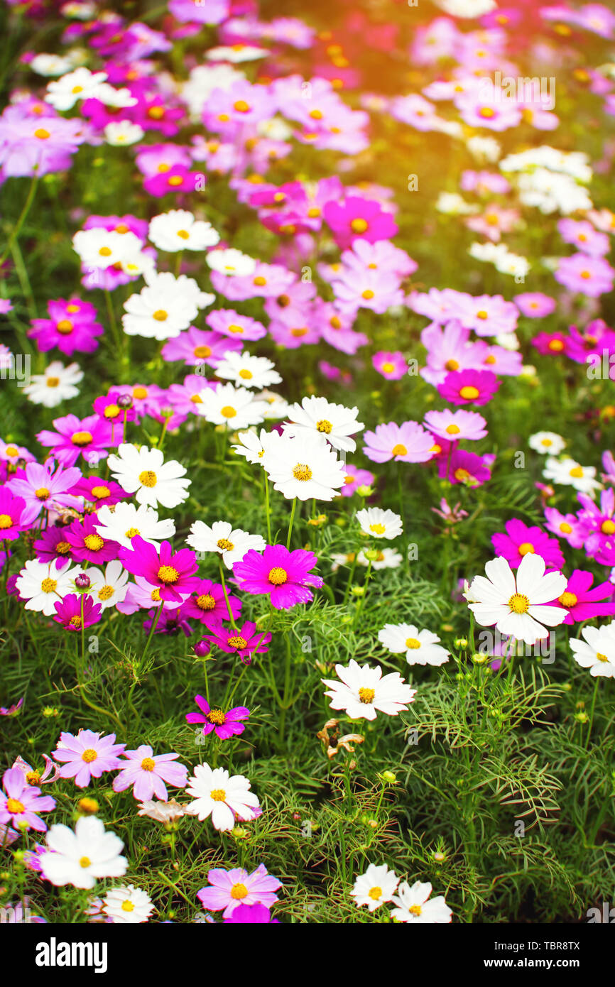 The blooming Gesang flowers Stock Photo - Alamy