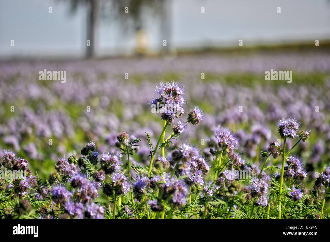 Purple flower fields outside Paris, France Stock Photo - Alamy