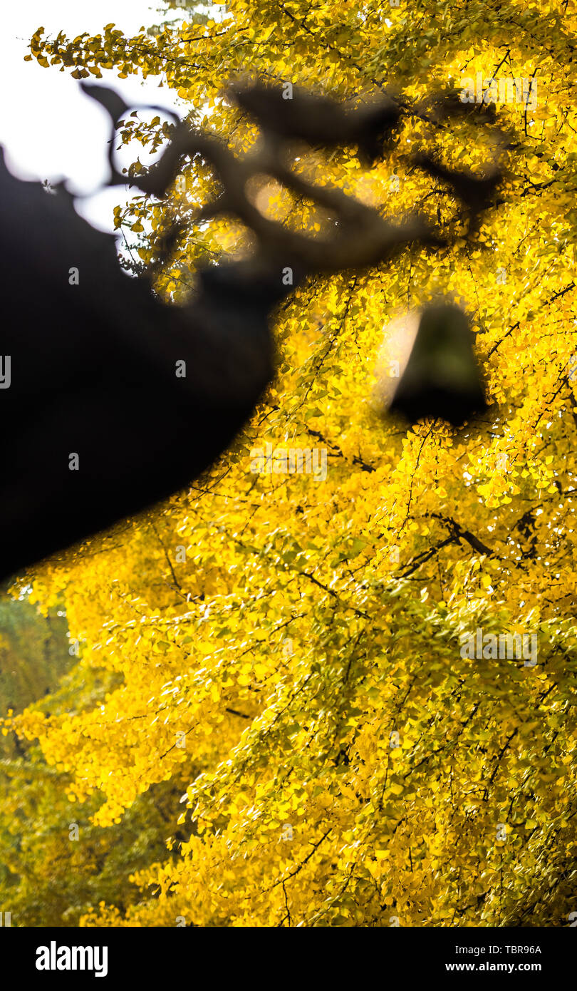 Qingyang Stock Photos & Qingyang Stock Images - Alamy