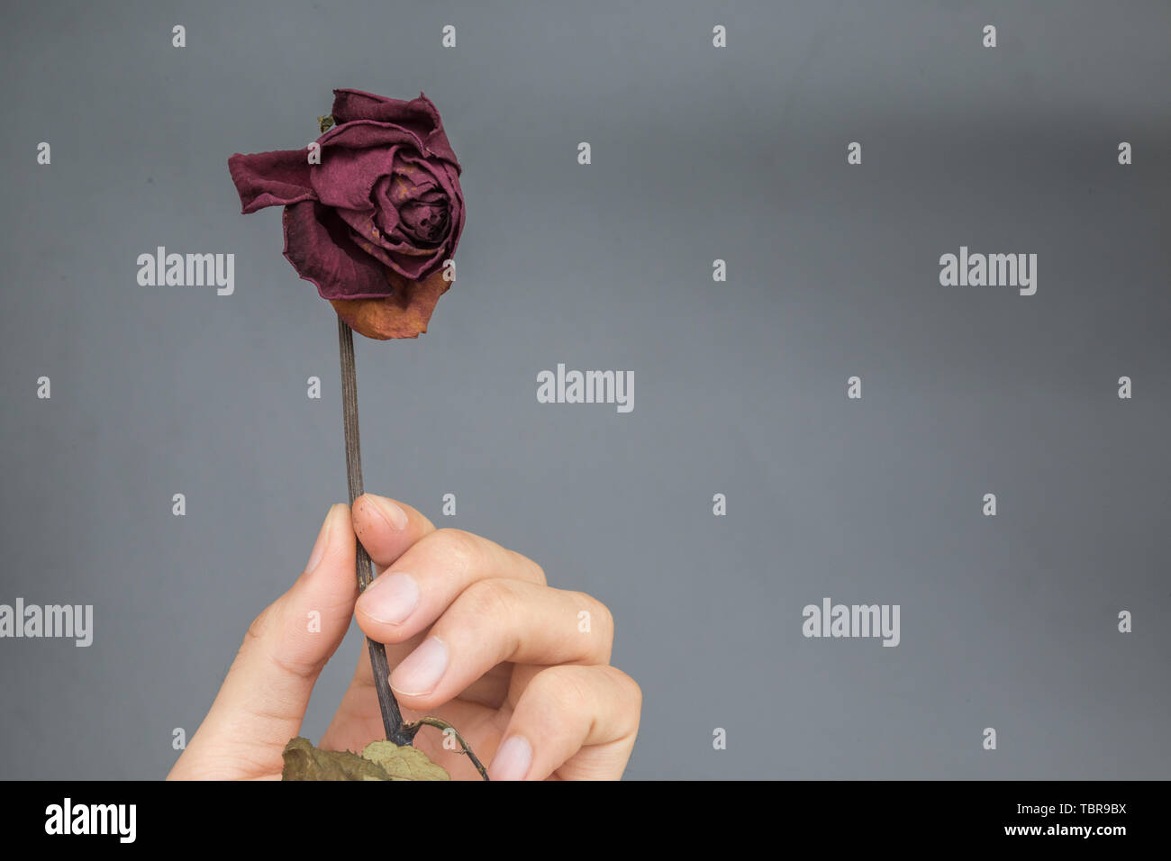 A withered rose Stock Photo - Alamy