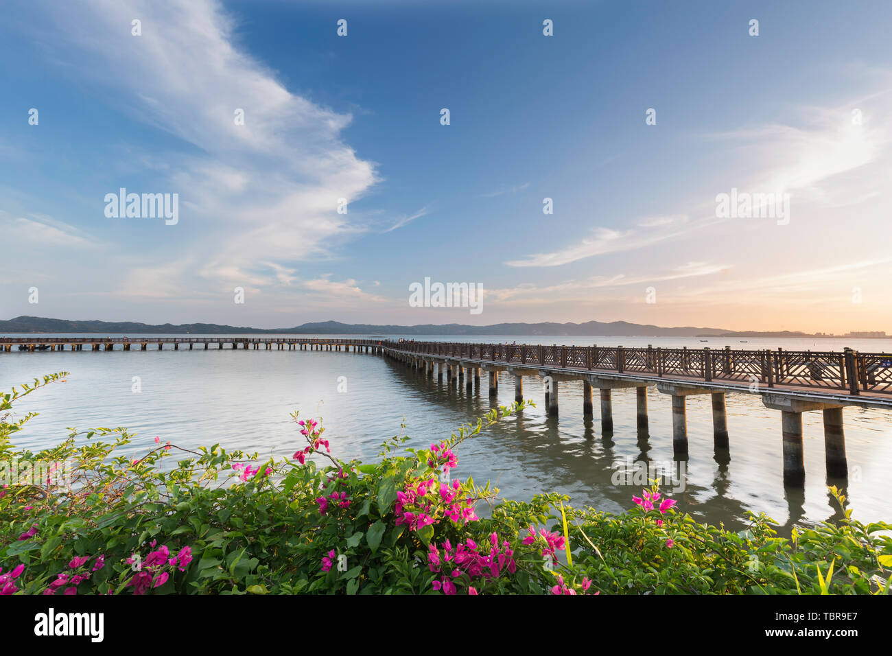 Horned flowers and trestle under blue sky and white clouds Stock Photo ...
