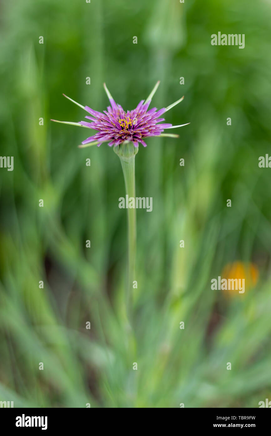 Purple goats beard hi-res stock photography and images - Alamy