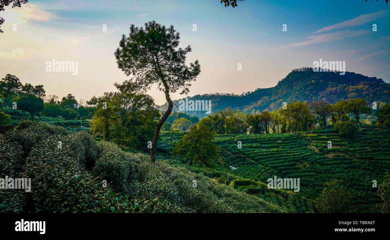 Hefeng tea hi-res stock photography and images - Alamy