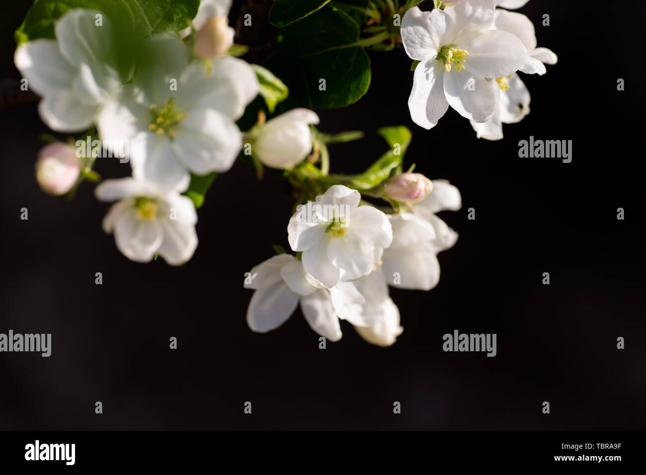 A group of spring flowers Stock Photo - Alamy
