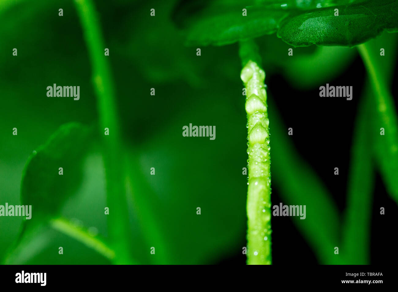 Copper grass leaves Stock Photo - Alamy
