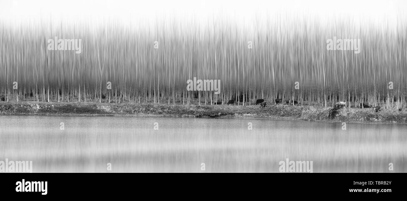 Walking cow Black and White Stock Photos & Images - Alamy