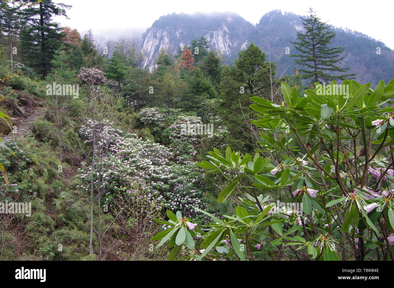 Shaanxi Zhenan Muwang National Sen Forest Park Stock Photo - Alamy