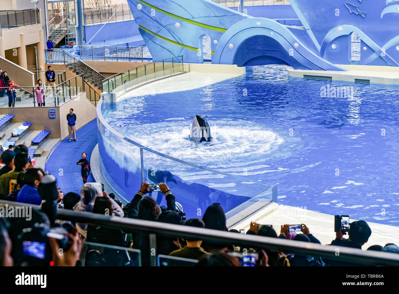 Haichang Ocean Park orca performance in Shanghai Stock Photo - Alamy