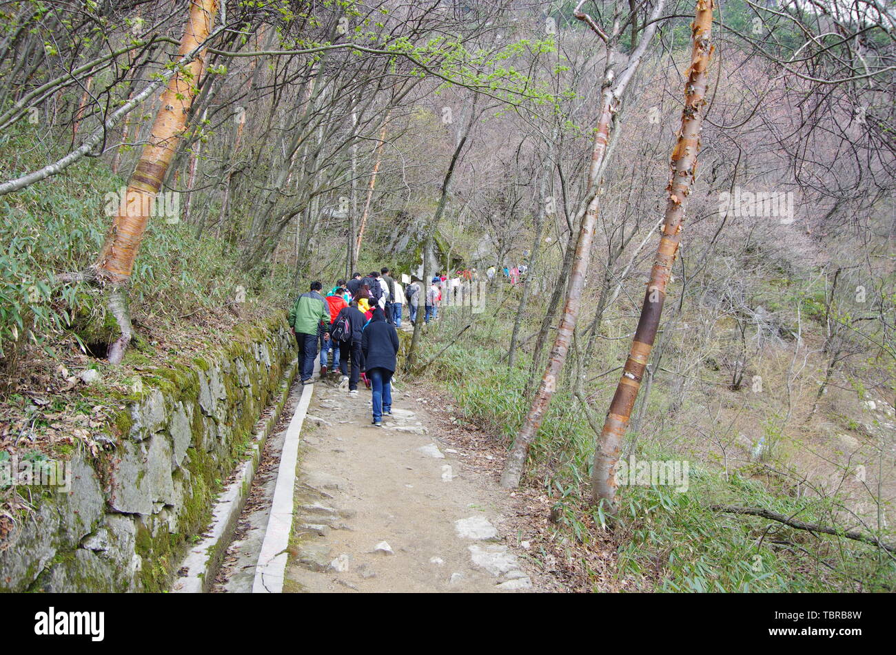 Shaanxi Zhenan Muwang National Sen Forest Park Stock Photo - Alamy