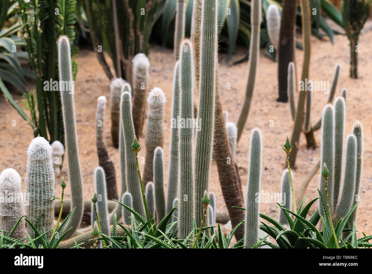 Plants and tropical sandy plants and cactus hi-res stock photography ...