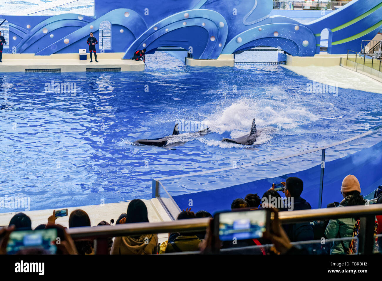 Haichang Ocean Park orca performance in Shanghai Stock Photo - Alamy