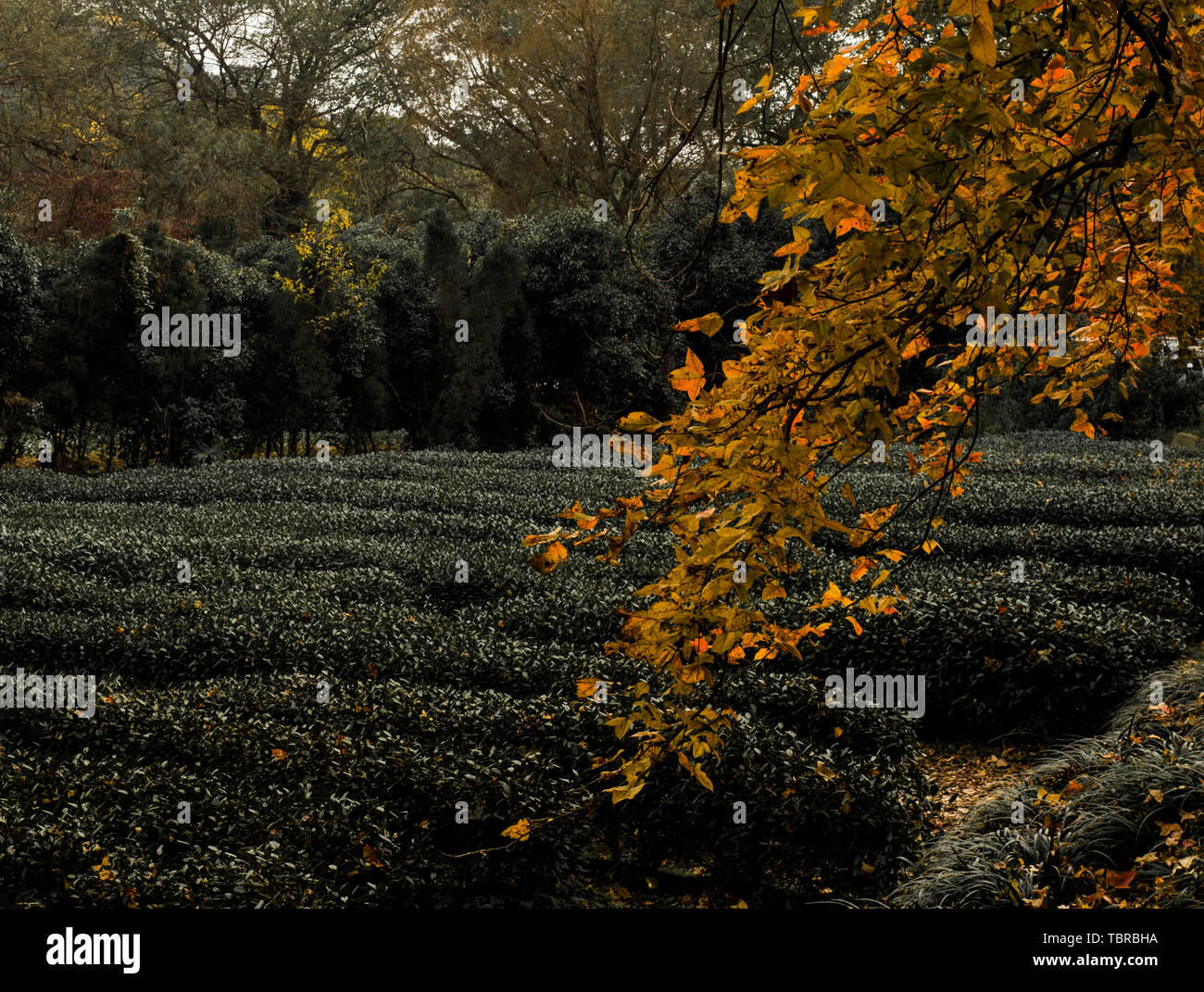 Longjing tea trees hi-res stock photography and images - Alamy