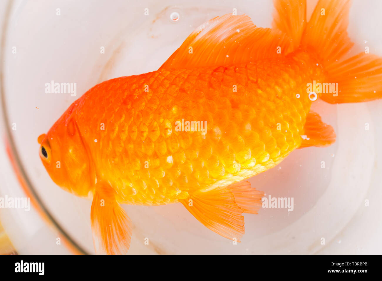 A dead goldfish in a fish tank Stock Photo - Alamy