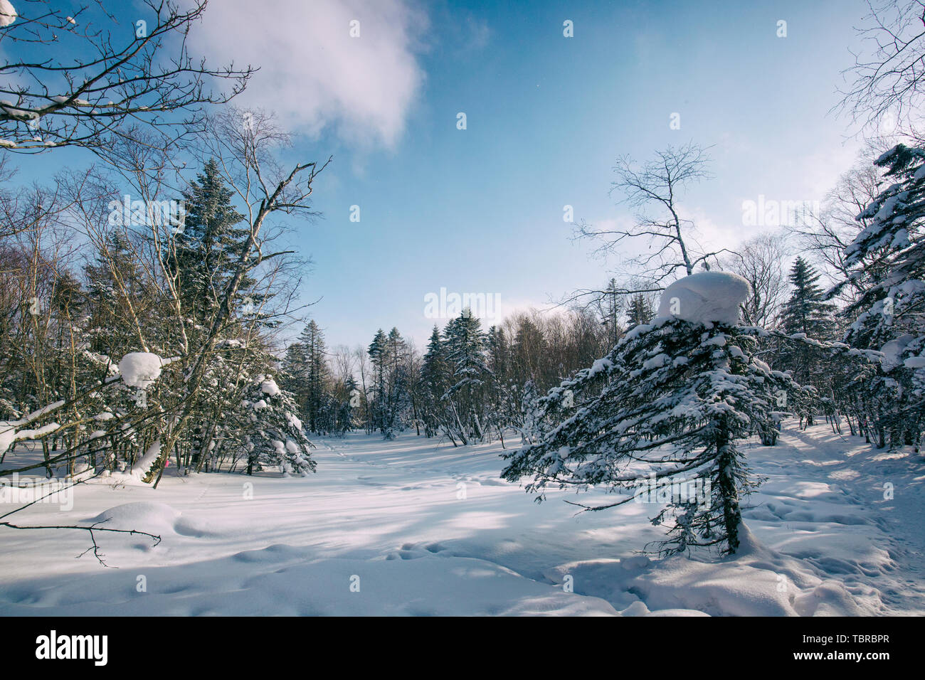 Old Rick Lake is actually a wetland, and it is completely covered by ...