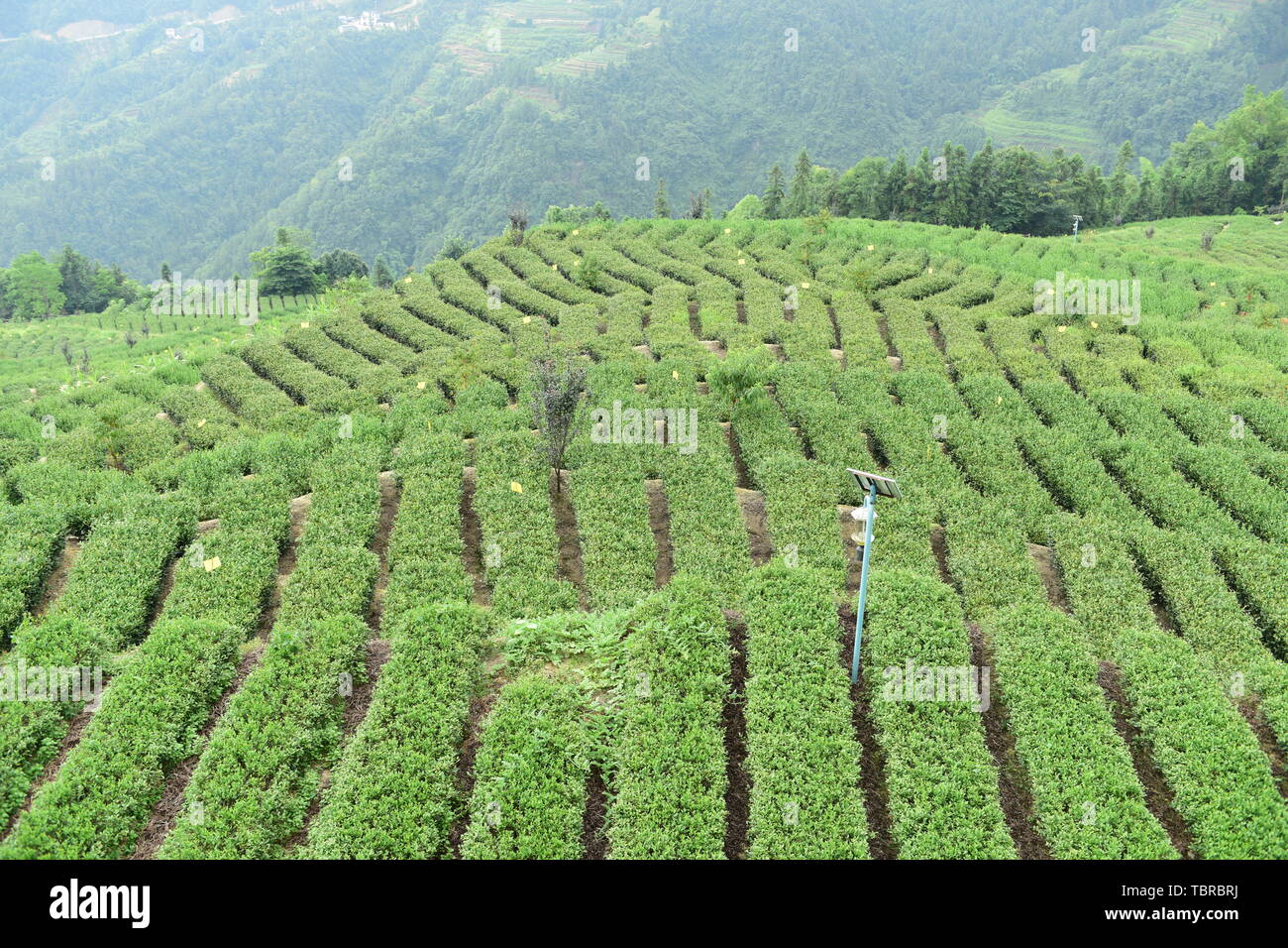 Tea garden tea tree Stock Photo - Alamy