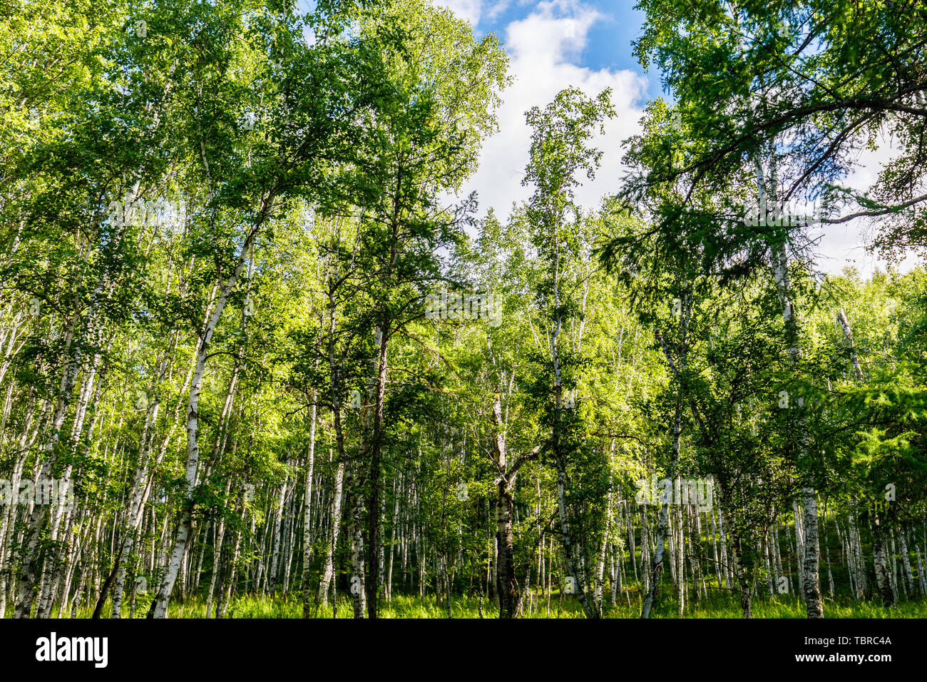 Hulunbuir Haur River, Inner Mongolia Stock Photo - Alamy