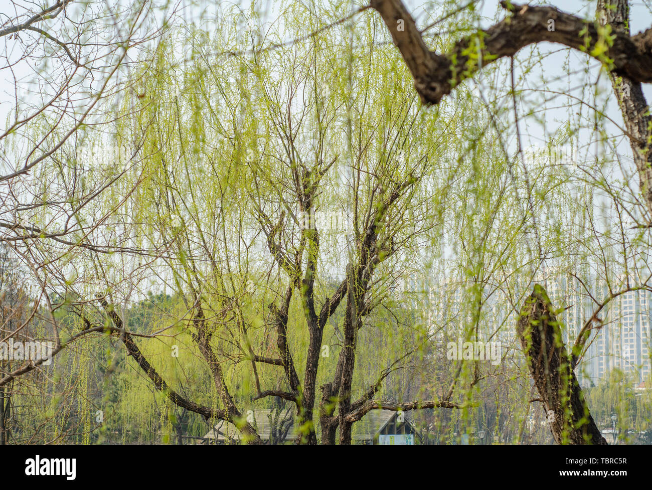 Spring willows fluttering Stock Photo - Alamy