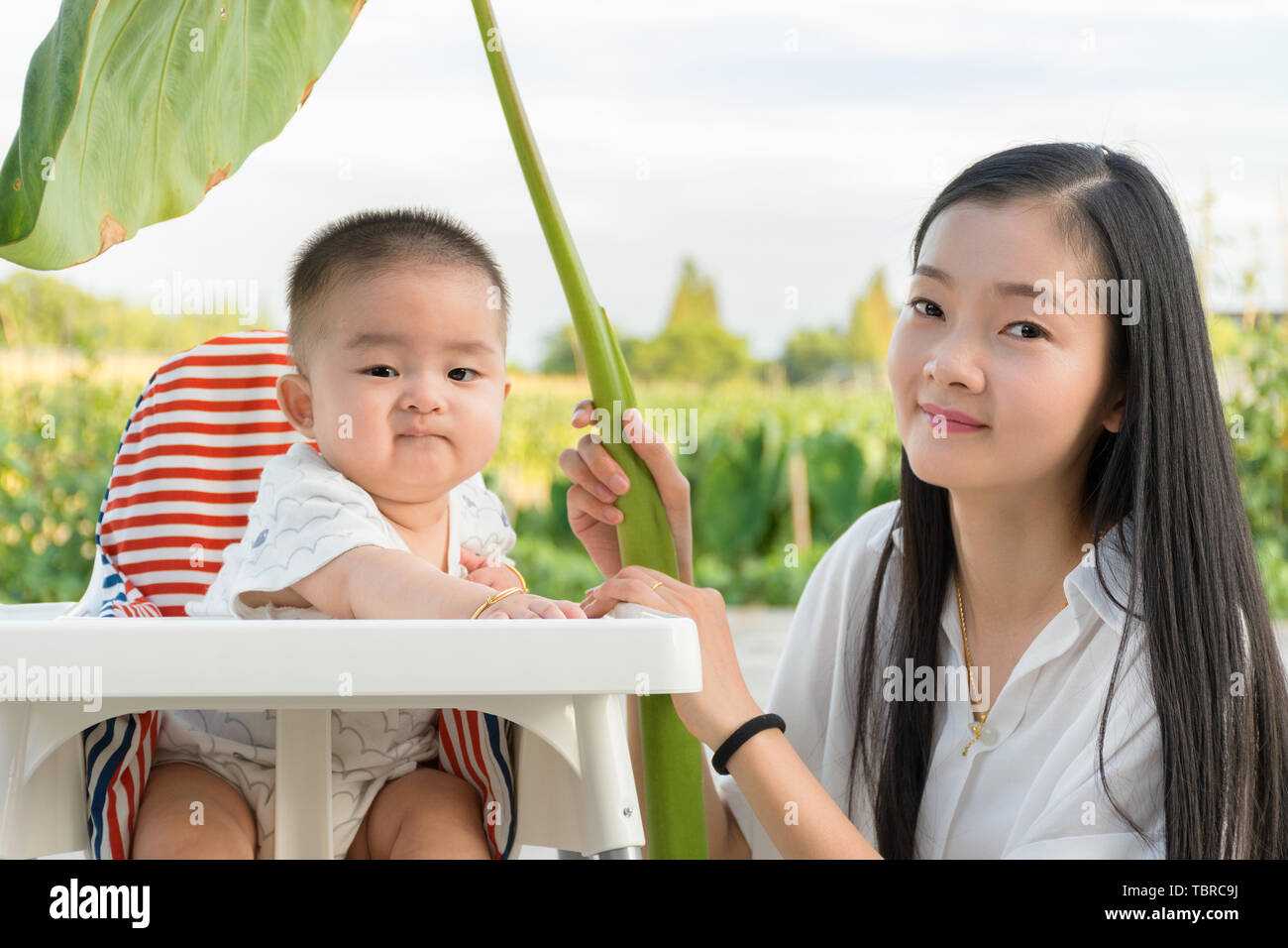 Baby Taro High Resolution Stock Photography and Images - Alamy
