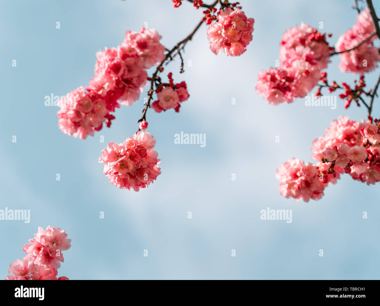 Cherry blossoms in full bloom in Kunming, Yunnan, in the spring of ...