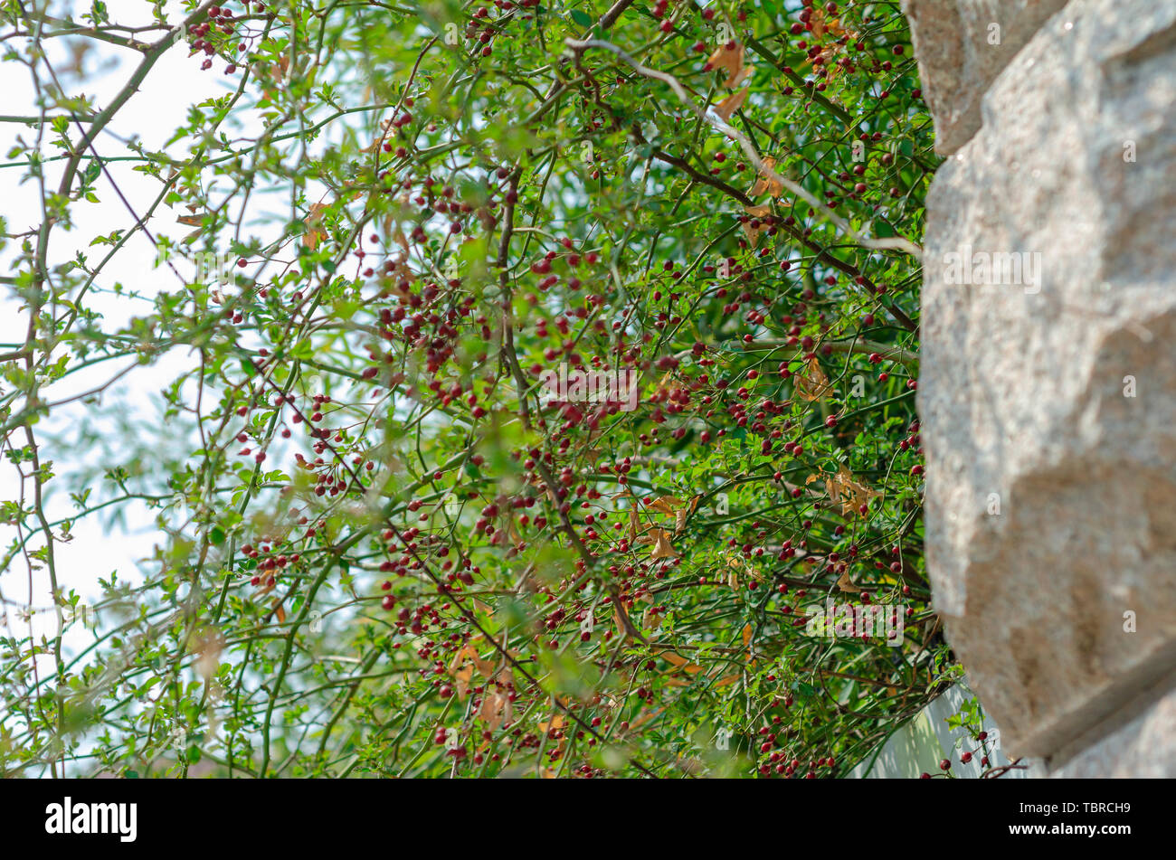 Dense Shrubs High Resolution Stock Photography and Images - Alamy