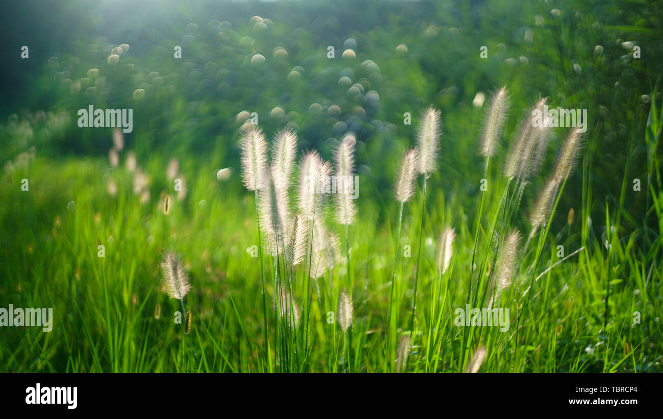 Dog tail grass backlight Stock Photo - Alamy