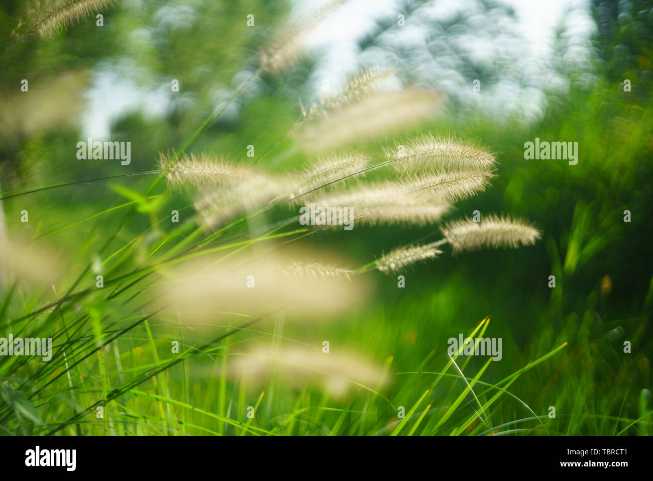 Dog tail grass backlight Stock Photo - Alamy