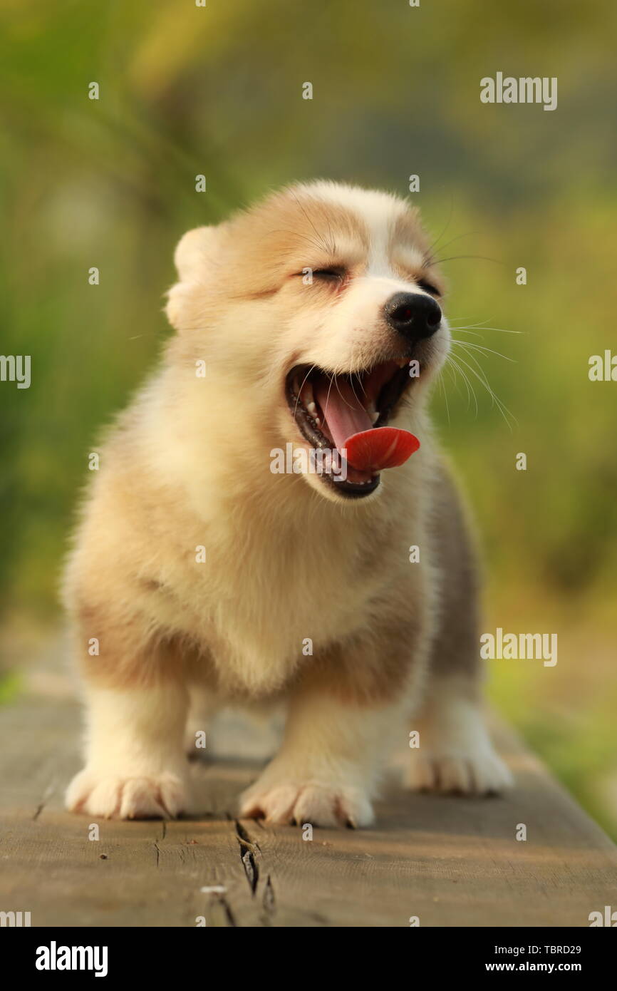 Kirky hi-res stock photography and images - Alamy