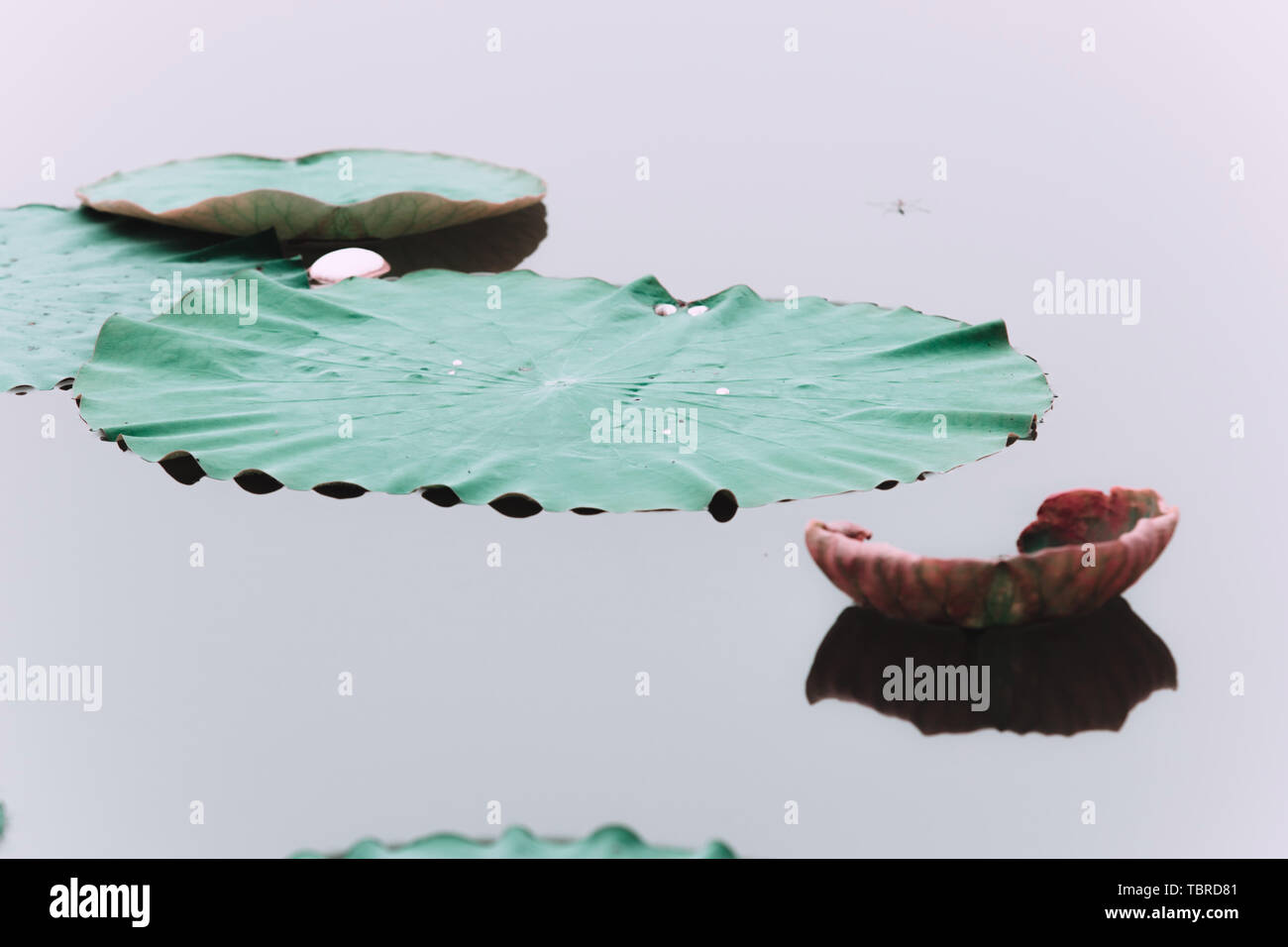 Chinese painting style lotus lotus material Stock Photo - Alamy