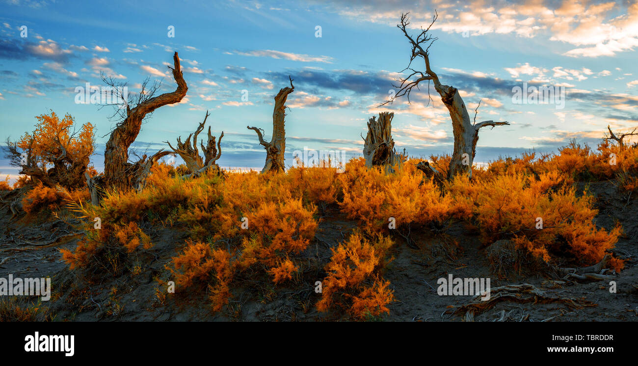 The oldest poplar forest in the world is in Yiwu, Xinjiang, a variety ...