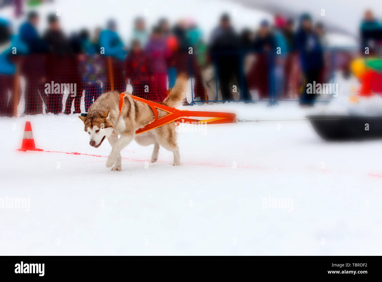 Pit bull terrier pulling hi-res stock photography and images - Alamy