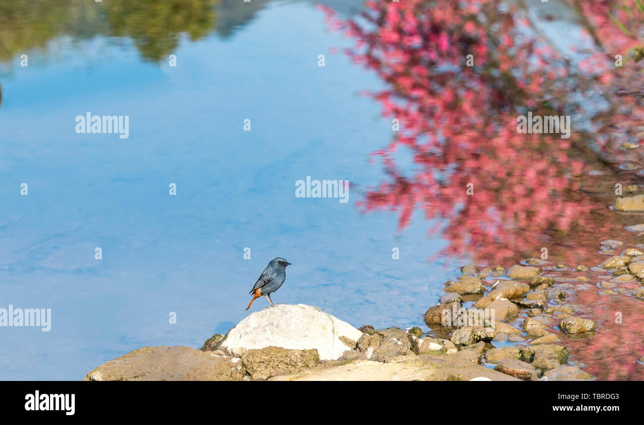 Red tail water robin hi-res stock photography and images - Alamy