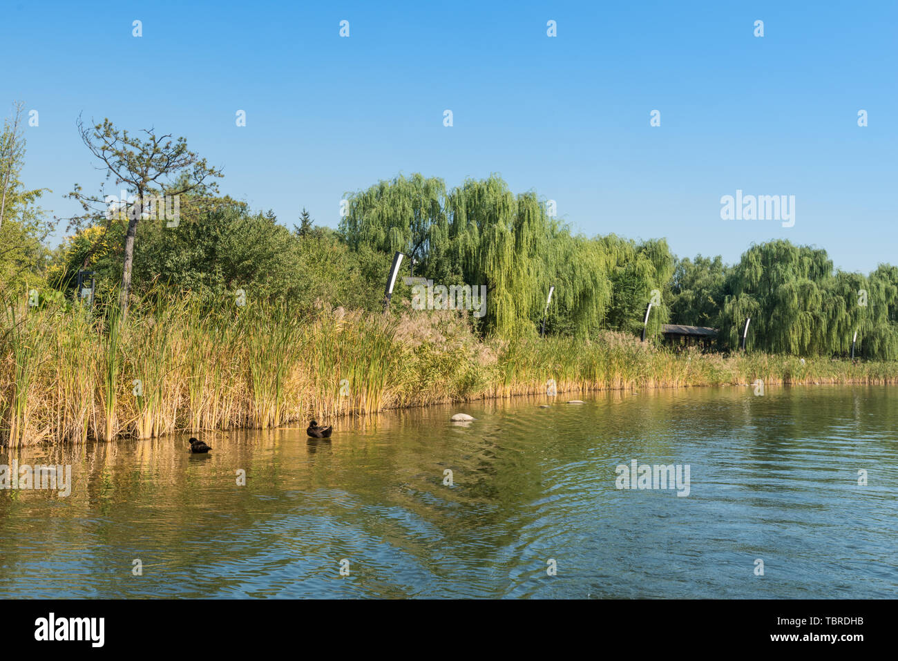 Cruise ship antiques hi-res stock photography and images - Alamy