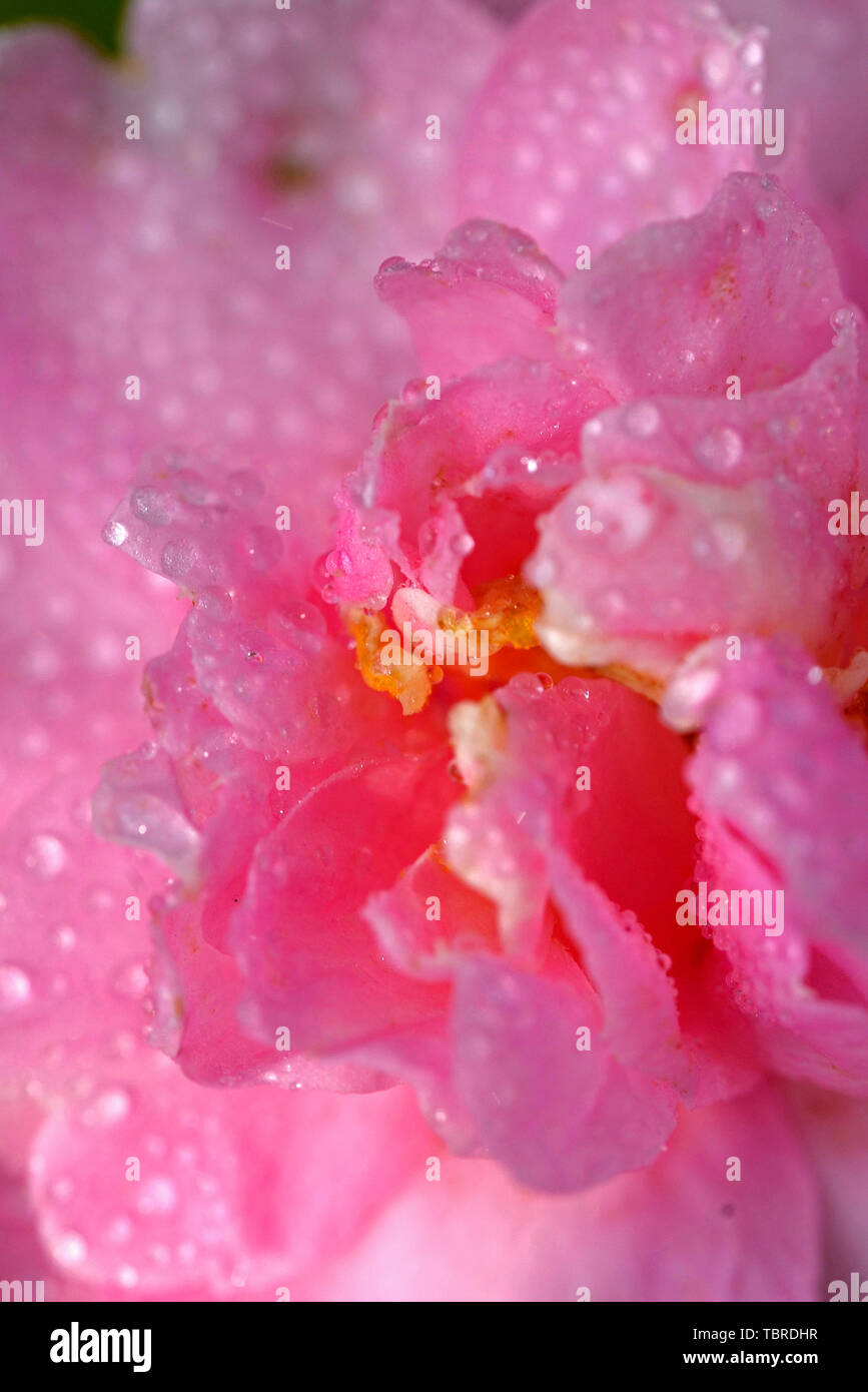 Tea with flowers pearls hi-res stock photography and images - Alamy