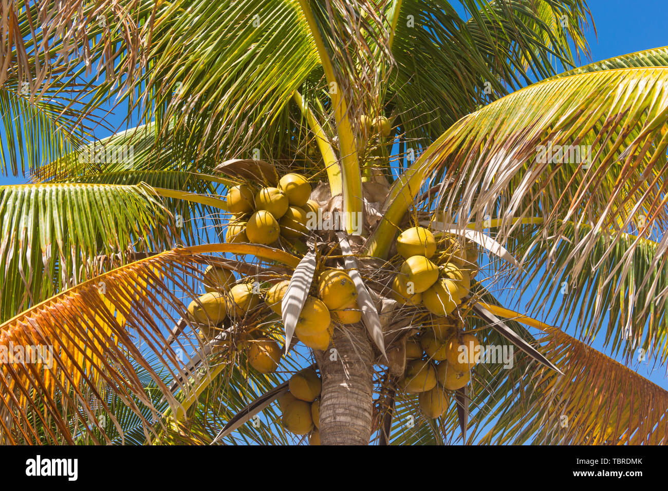 Fresh ripe coconut on the tree hi-res stock photography and images - Alamy