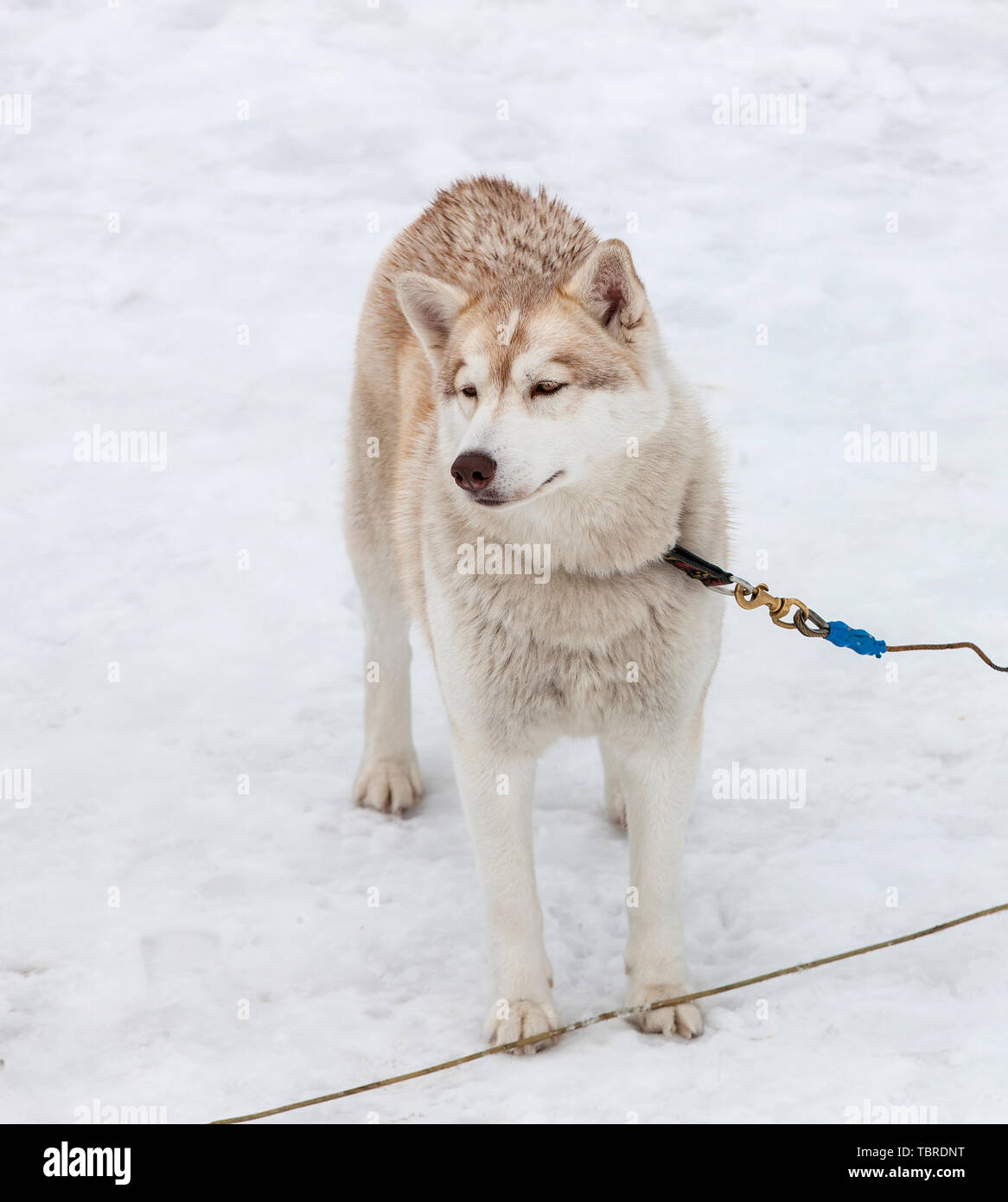young Husky male tied up Stock Photo - Alamy