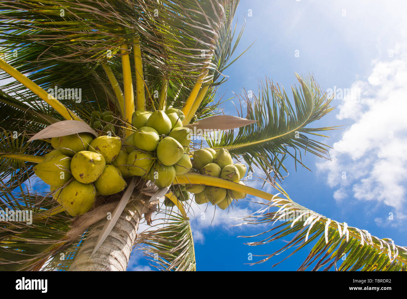 Fresh coconut on the tree, coconut cluster on coconut palm tree on blue ...
