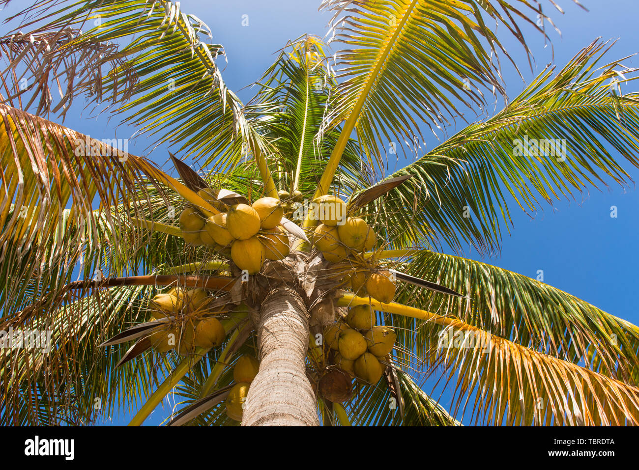 Fresh coconut on the tree, coconut cluster on coconut palm tree on blue ...