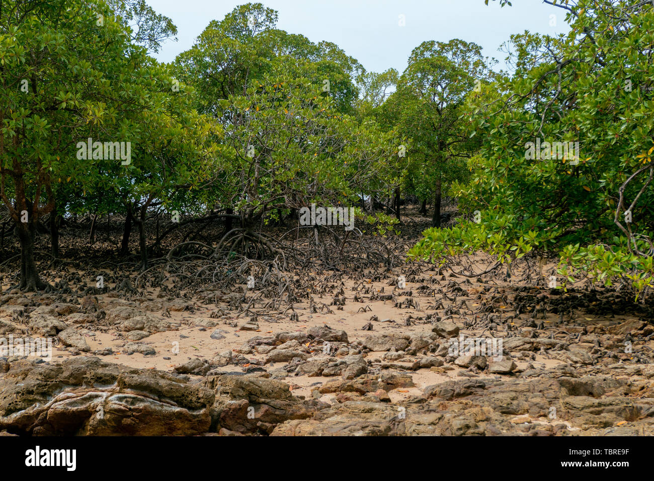 The roots of mangrove trees in tropical seaside areas are tangled Stock ...