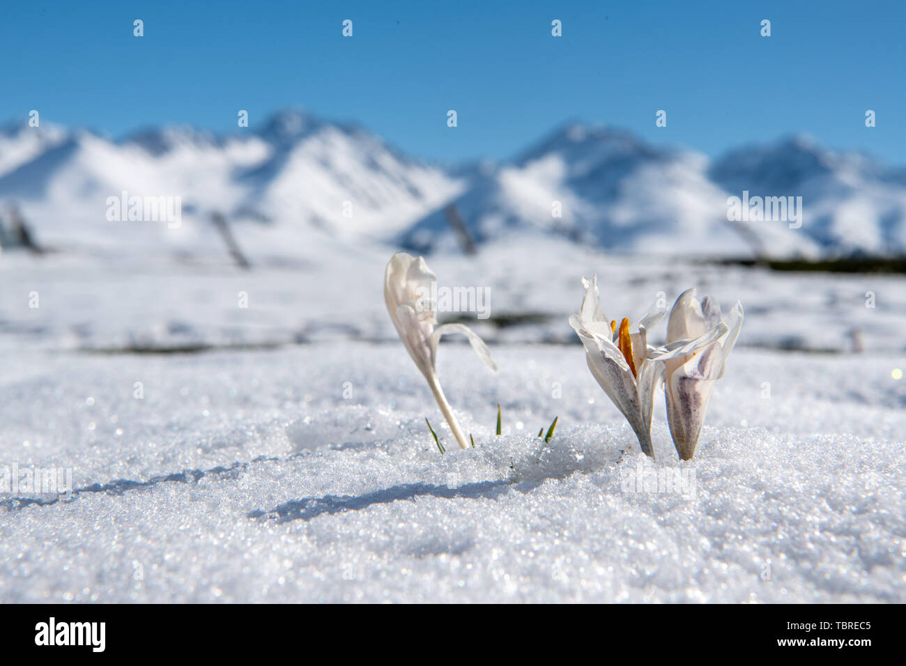The first flower of spring in Xinjiang is the wild lily in full bloom ...