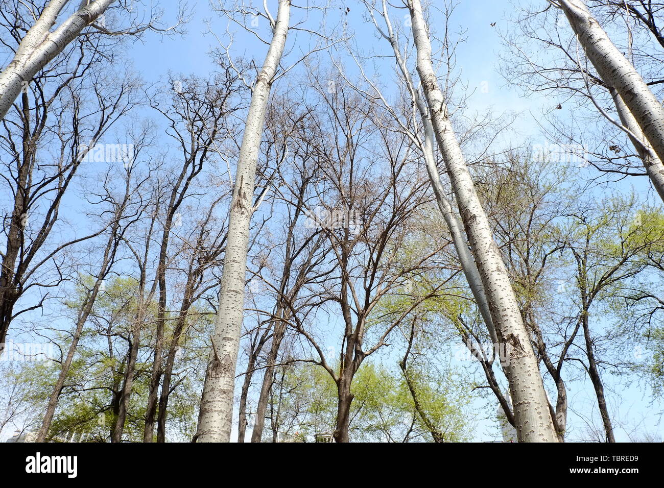 Spring trees germinate Stock Photo - Alamy