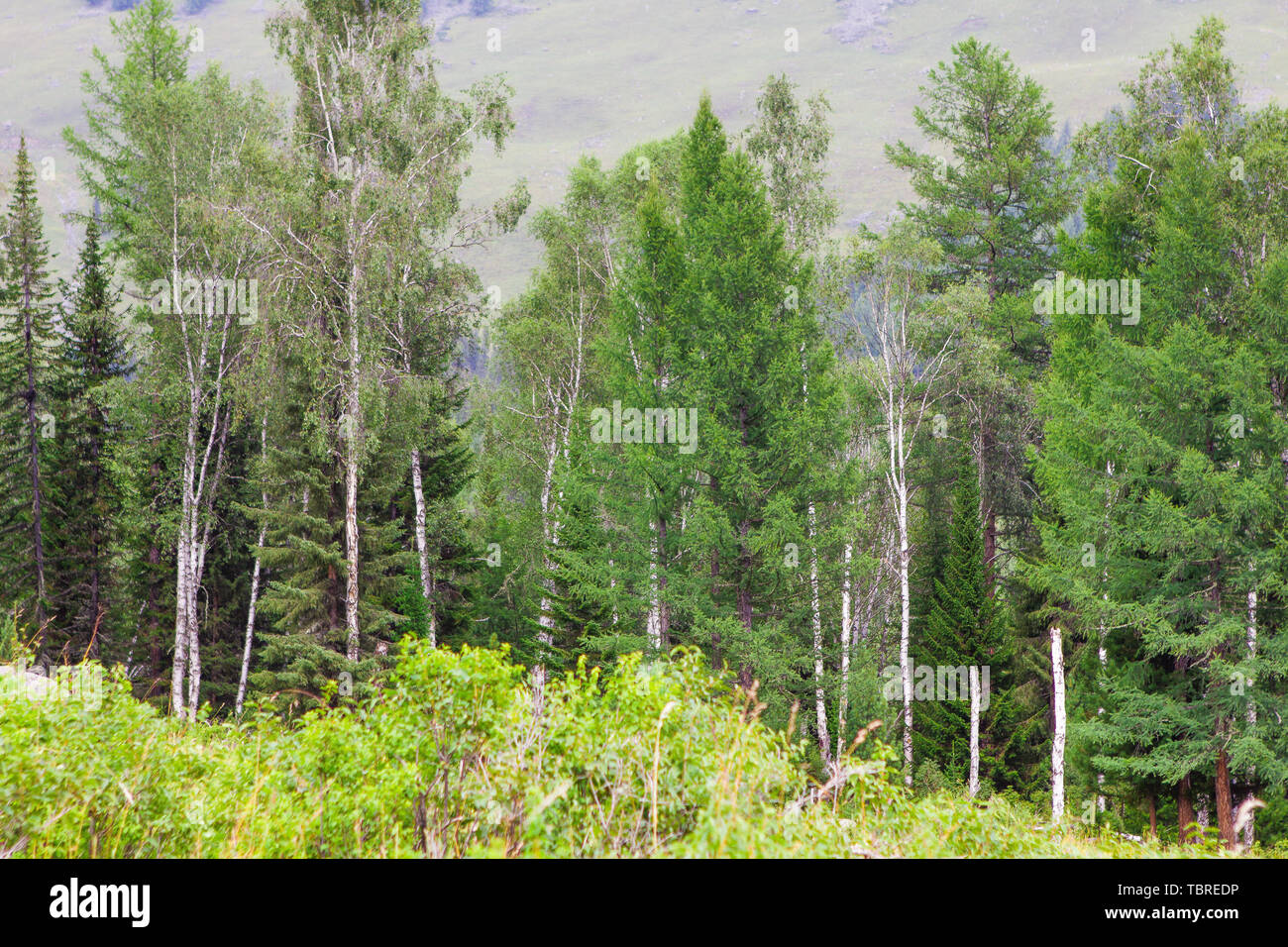 Birch trees in Kanas scenic spot in summer Stock Photo - Alamy